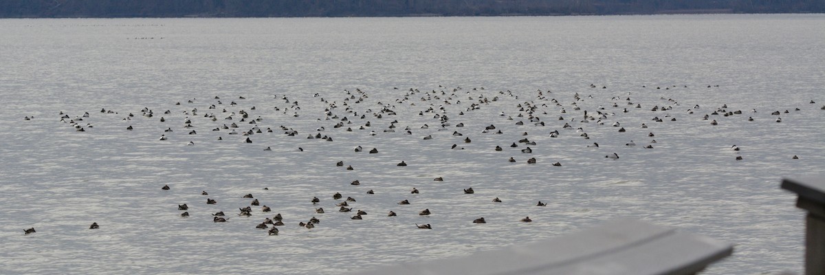 eBird Checklist - 5 Feb 2025 - Swan Harbor Farm Park - 54 species (+3 ...