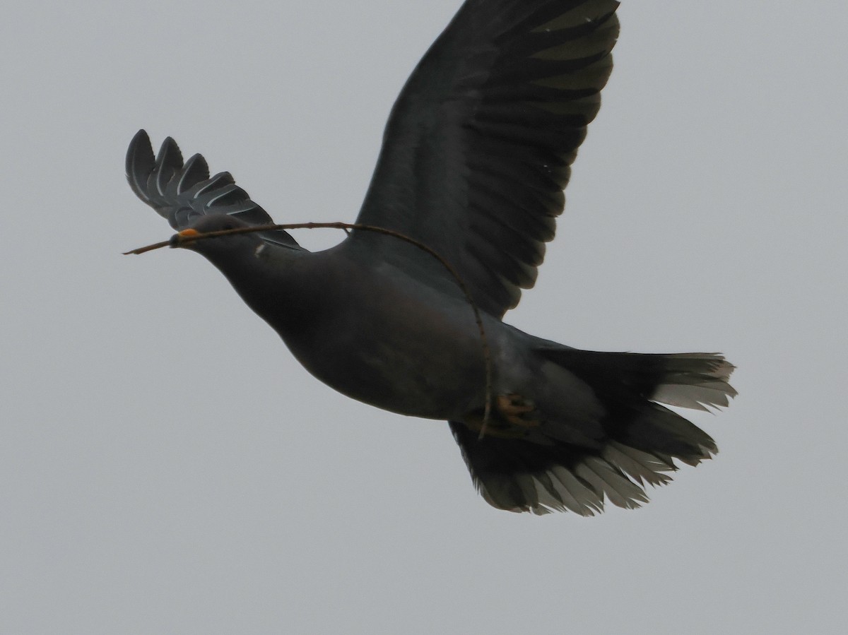 eBird Checklist - 5 Feb 2025 - Tournament Park - 25 species