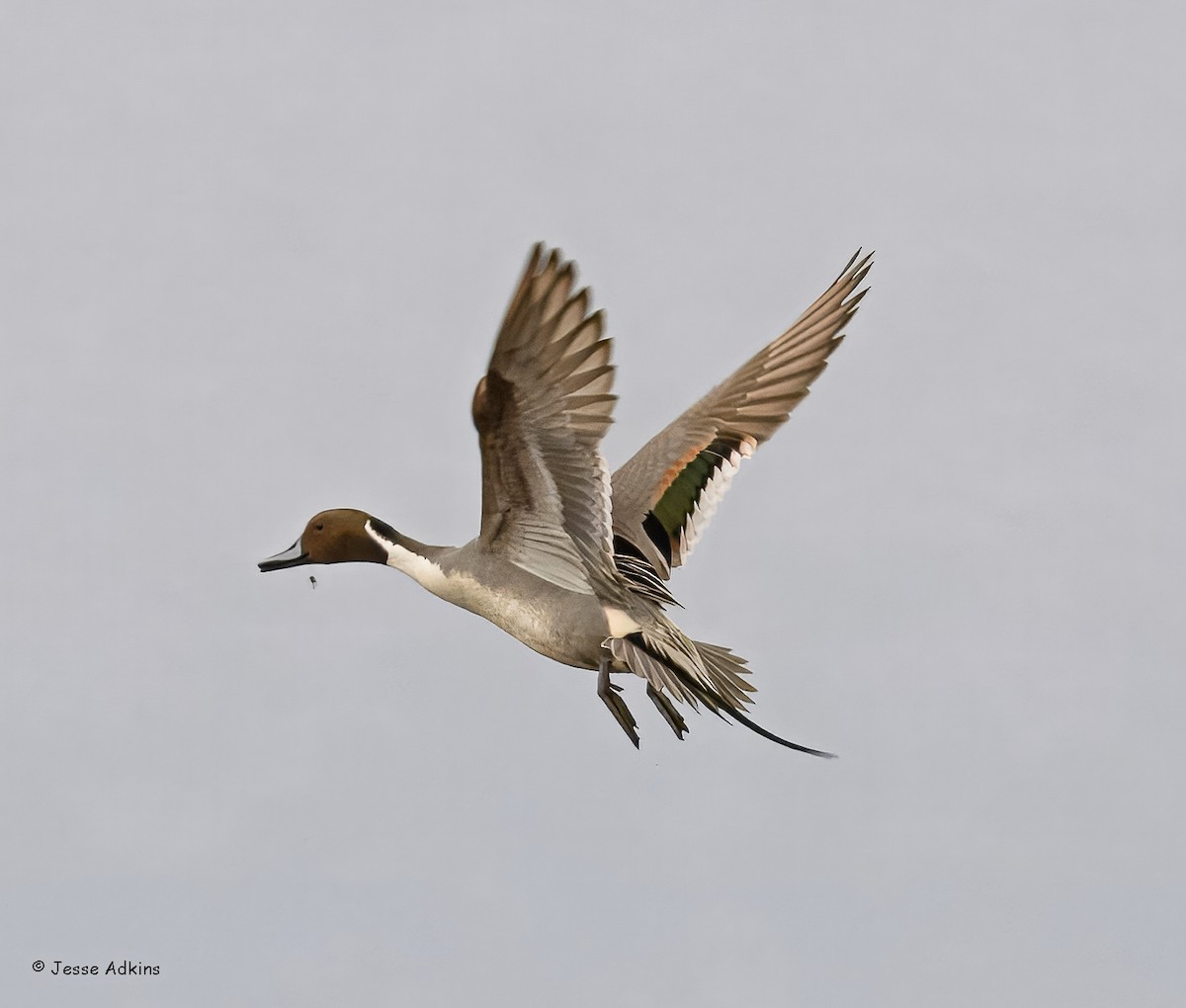 eBird Checklist - 5 Feb 2025 - Bombay Hook National Wildlife Refuge ...