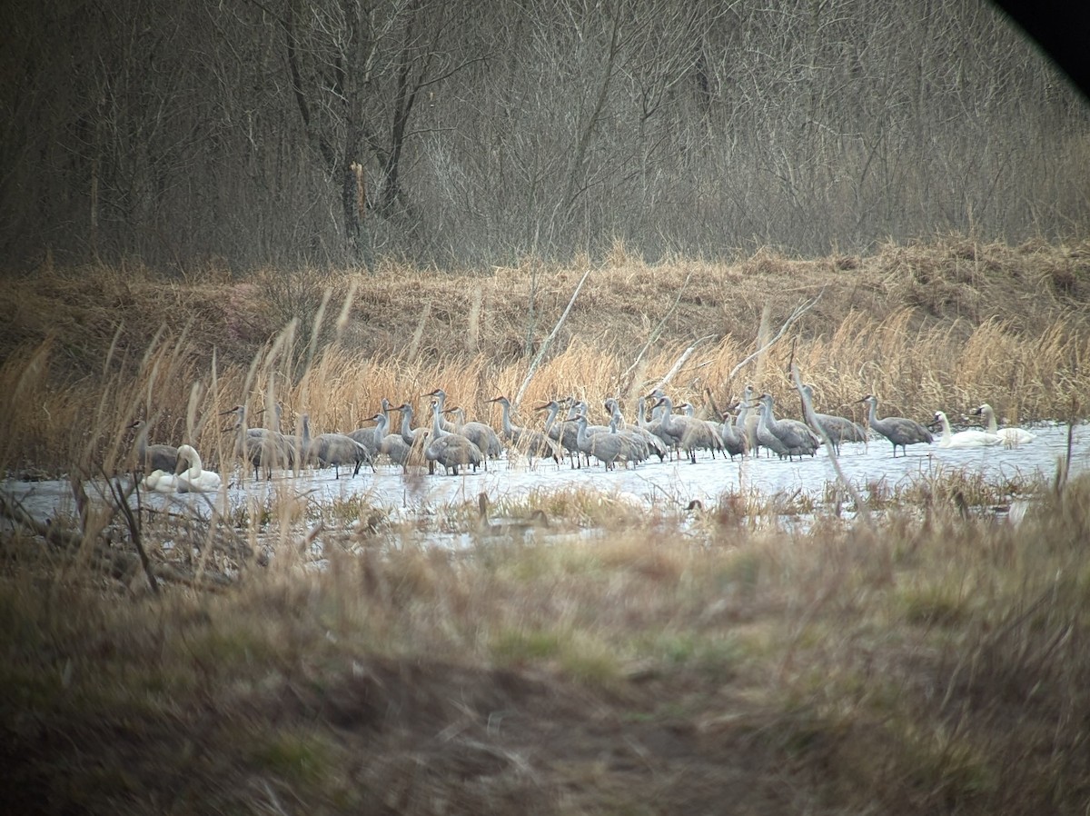 eBird Checklist - 5 Feb 2025 - Pocosin Lakes NWR--West Lake Road ...