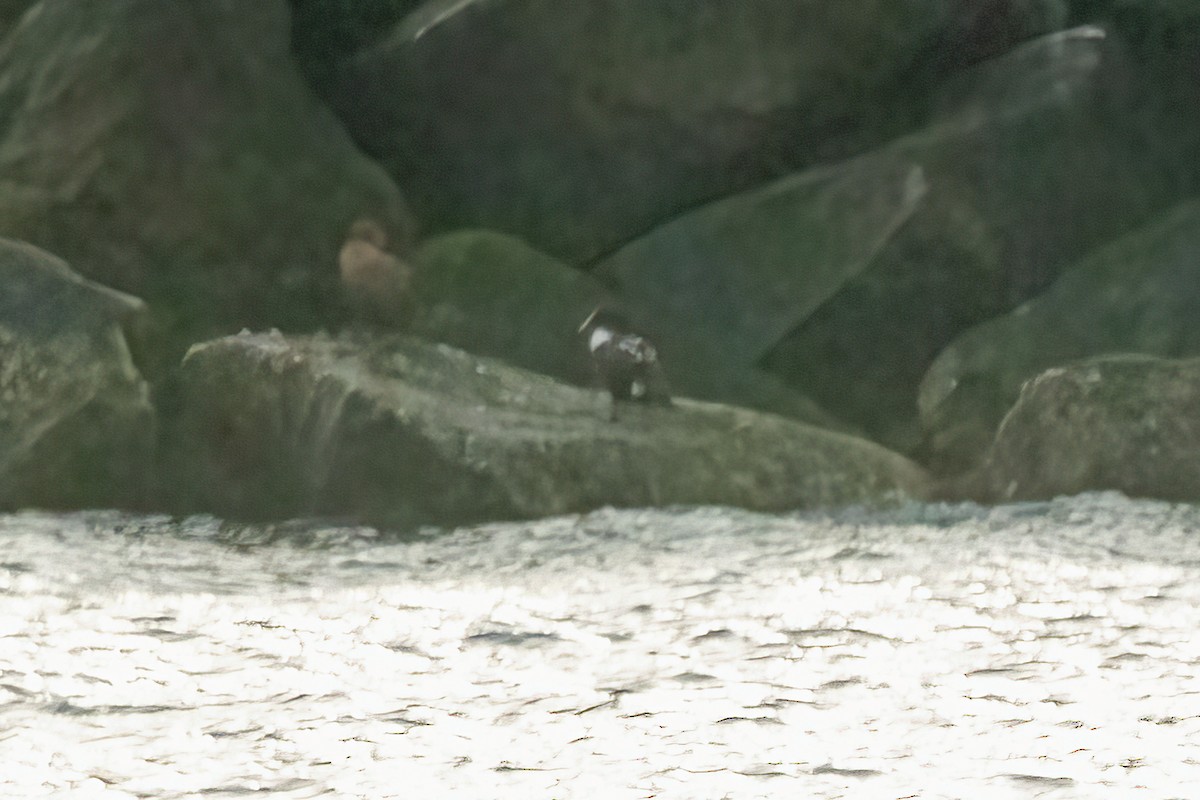 eBird Checklist - 5 Feb 2025 - Rudee Inlet - 23 species (+1 other taxa)