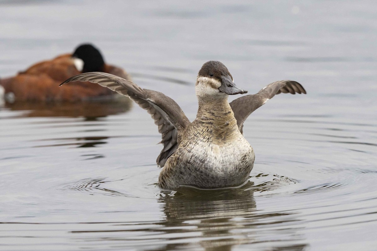 ML630245624 - Ruddy Duck - Macaulay Library