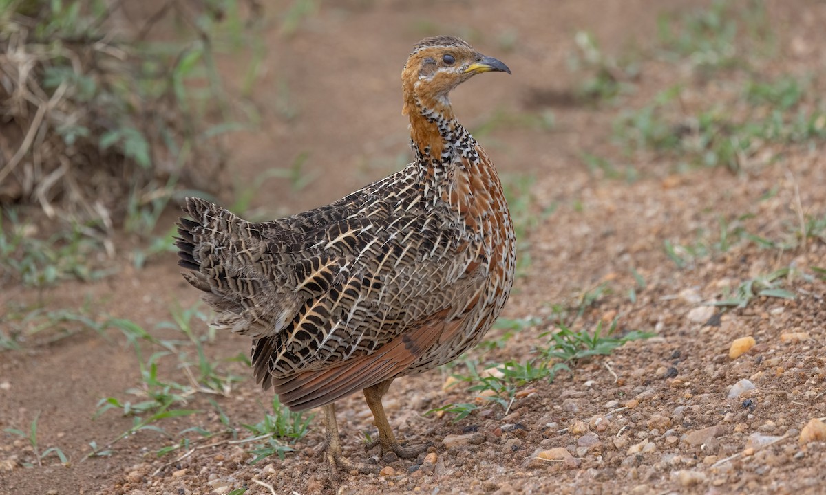 ML630247718 - Red-winged Francolin - Macaulay Library