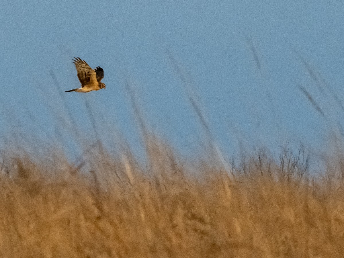 eBird Checklist - 5 Feb 2025 - Parkhill Prairie (Collin Co.) - 12 species