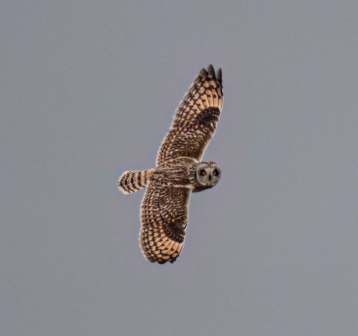 ML630255662 - Short-eared Owl - Macaulay Library