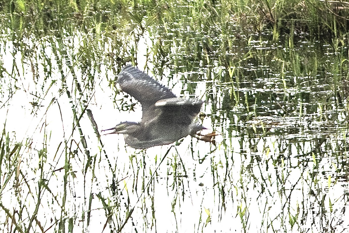 eBird Checklist - 4 Feb 2025 - Medio Queso wetland - 16 species