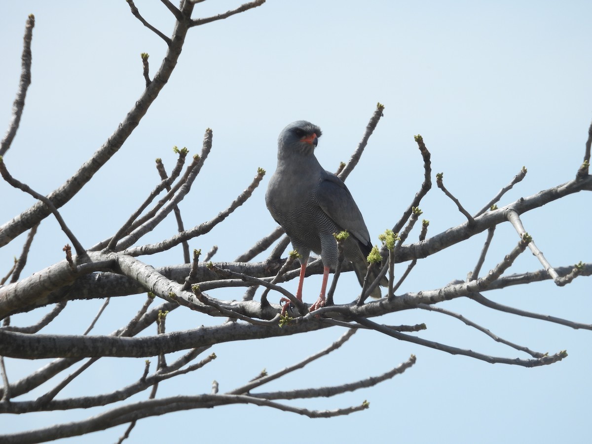 eBird Checklist - 18 Jan 2025 - Northern Region, UG (1.649, 34.607 ...