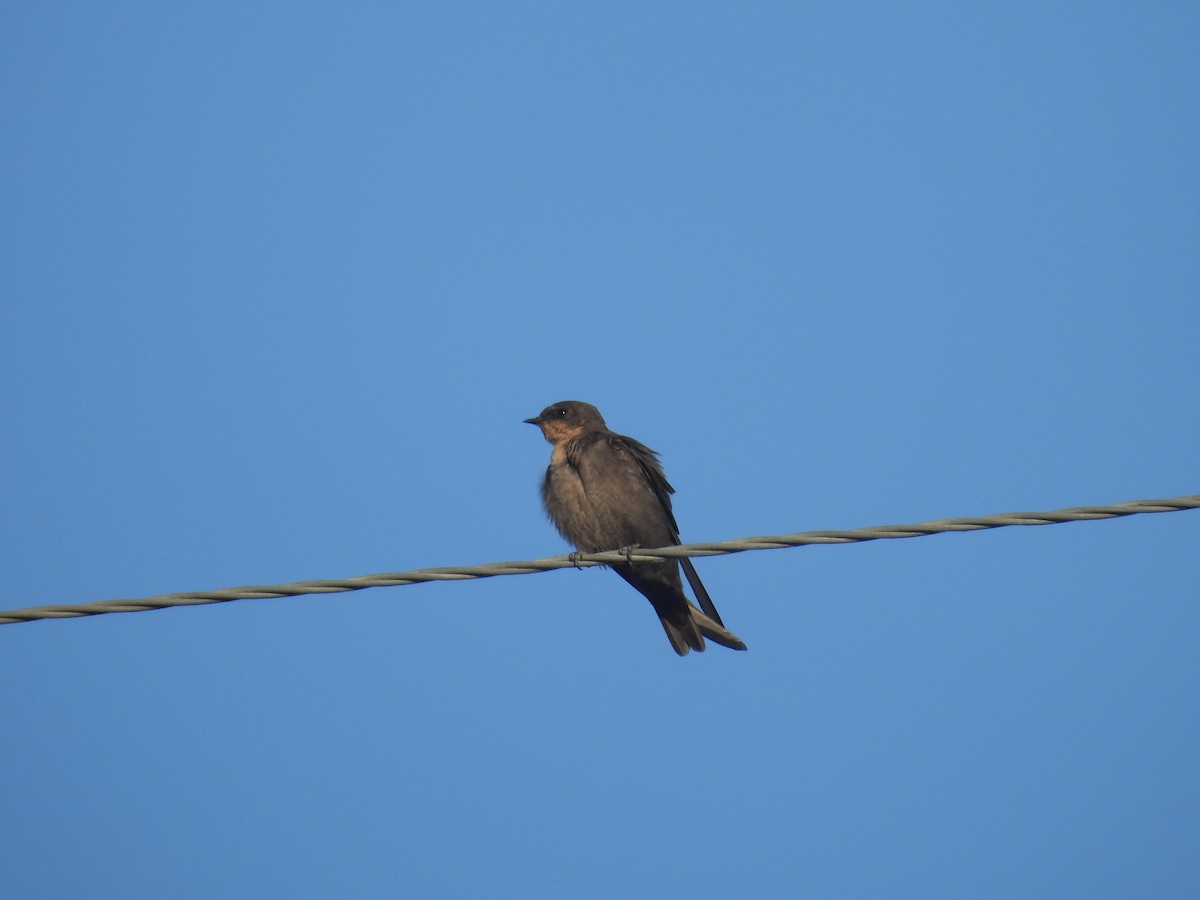 eBird Checklist - 19 Jan 2025 - Moroto, Northern Region, UG (2.531, 34. ...