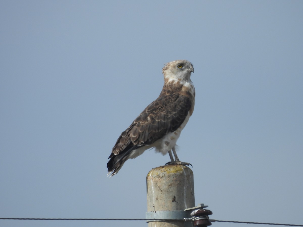 eBird Checklist - 19 Jan 2025 - Kotido-Moroto Road, Northern Region, UG ...