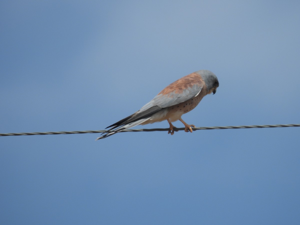 eBird Checklist - 19 Jan 2025 - Kotido-Moroto Road, Northern Region, UG ...