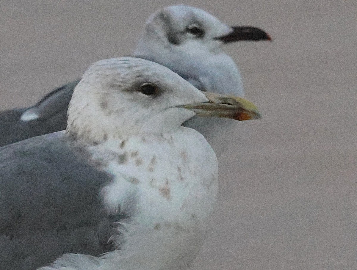 eBird Checklist - 5 Feb 2025 - Frank Rendon Park/Daytona Beach Shores ...