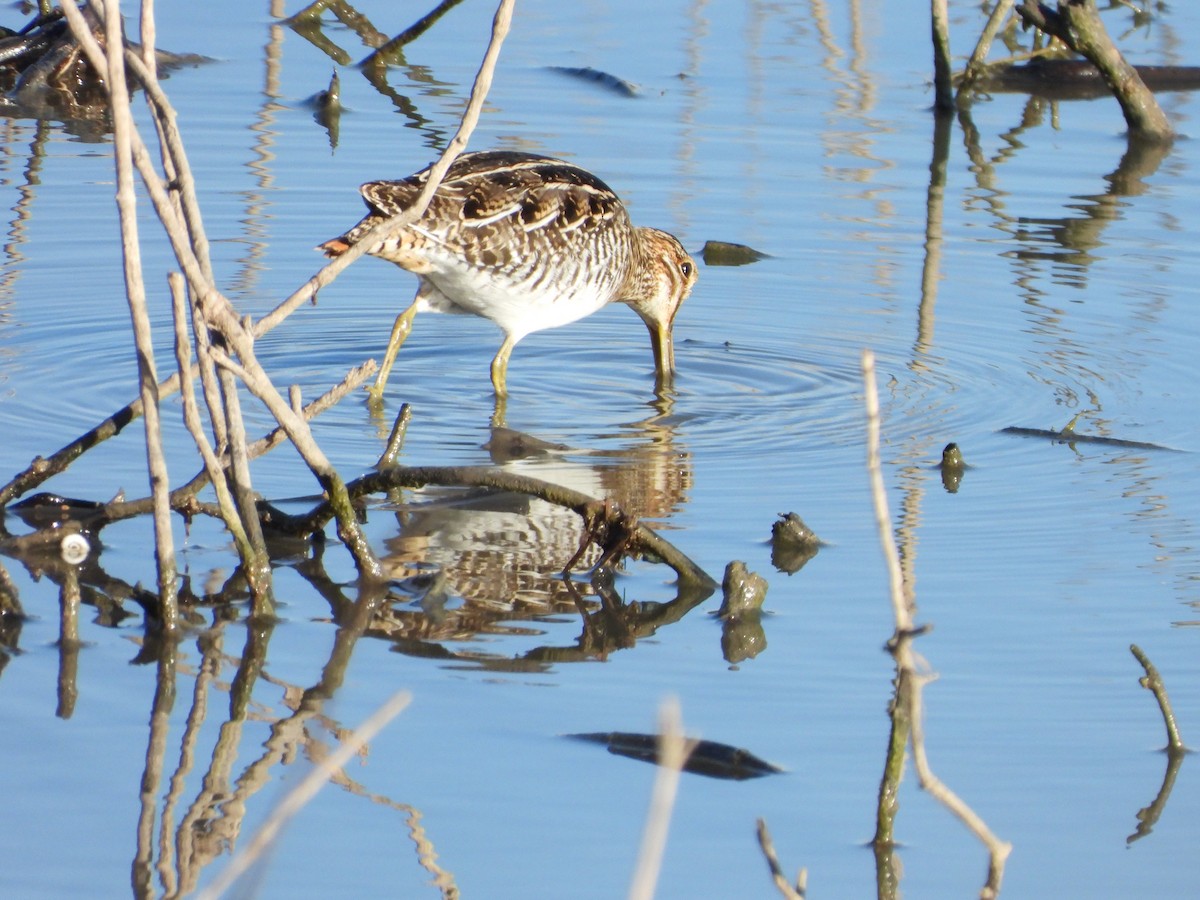 eBird Checklist - 6 Feb 2025 - I-20 Pond/Jenna Welch Nature Ctr. (FWTX ...