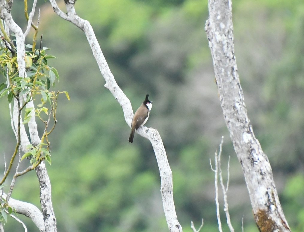 eBird Checklist - 22 Jan 2025 - Manoa Cliffs Trail - 15 species