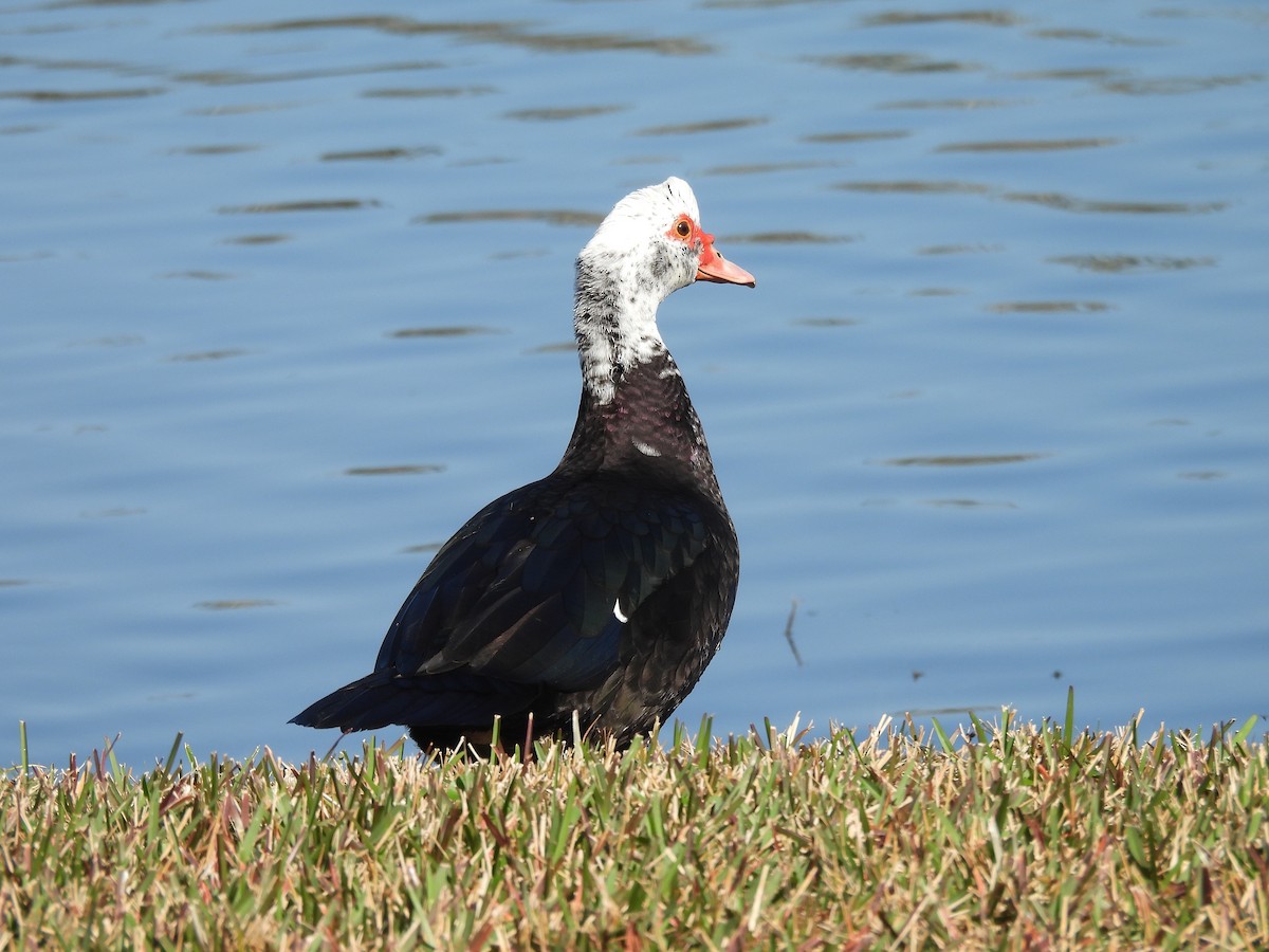 eBird Checklist - 6 Feb 2025 - Pond in Timber Oaks Neighborhood - 21 ...