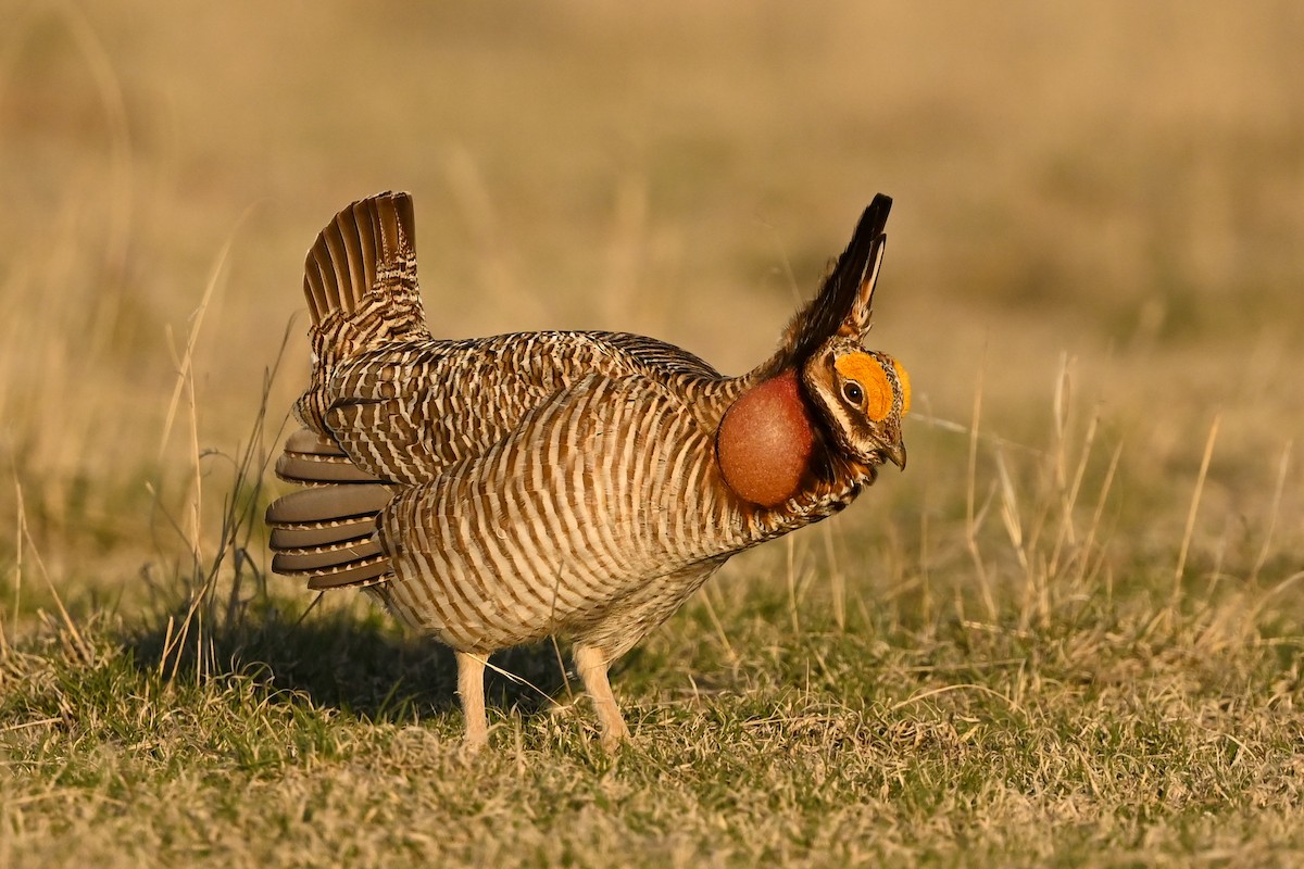 ML630276390 - Lesser Prairie-Chicken - Macaulay Library