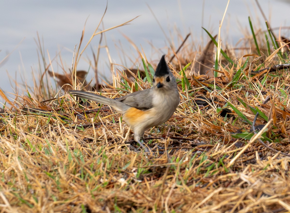 ML630277185 - Tufted x Black-crested Titmouse (hybrid) - Macaulay Library