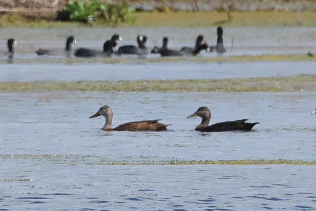 eBird Checklist - 6 Feb 2025 - T.M. Goodwin WMA--Broadmoor Unit - 66 ...