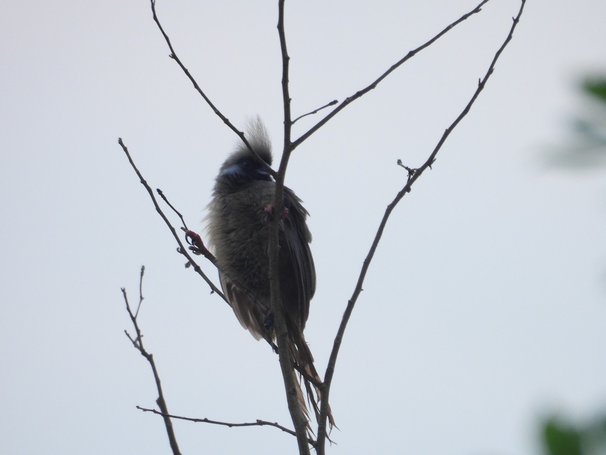eBird Checklist - 28 Jan 2025 - Katunguru, Western Region, UG (-0.139 ...