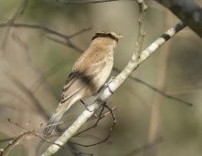eBird Checklist - 6 Feb 2025 - Burden Center - 17 species