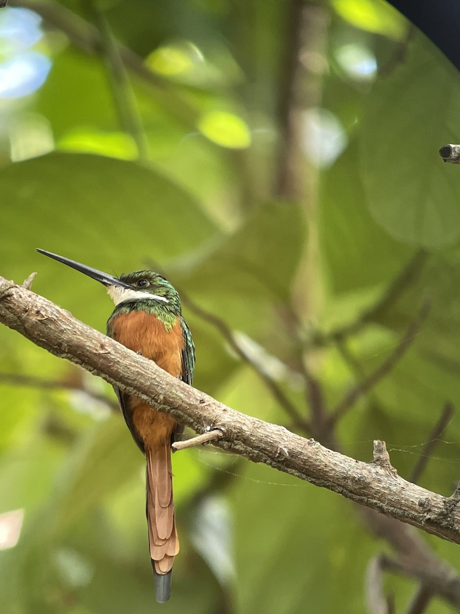 eBird Checklist - 6 Feb 2025 - Finca la Jorará - 26 species (+1 other taxa)