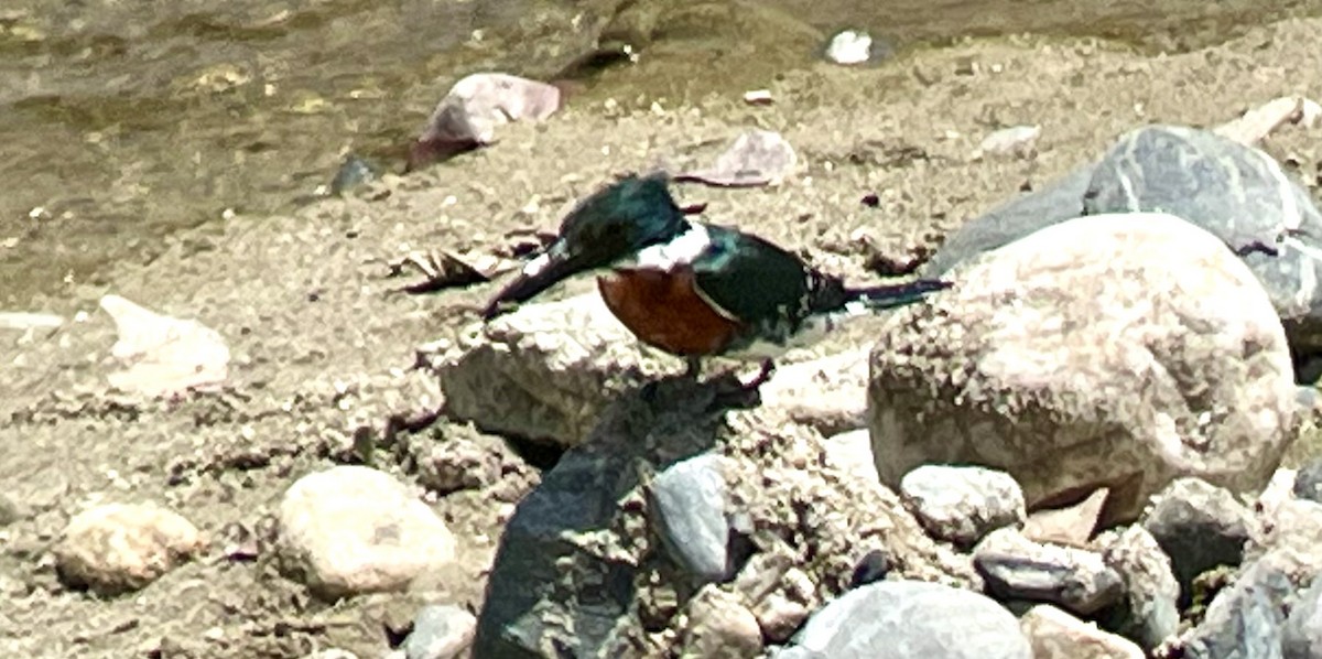 eBird Checklist - 6 Feb 2025 - Restaurante Las Acacias - 31 species (+1 ...