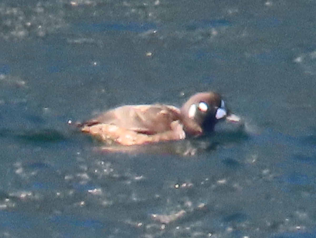 eBird Checklist - 6 Feb 2025 - Lake Francis Case, Oacoma US-SD (44.0372 ...