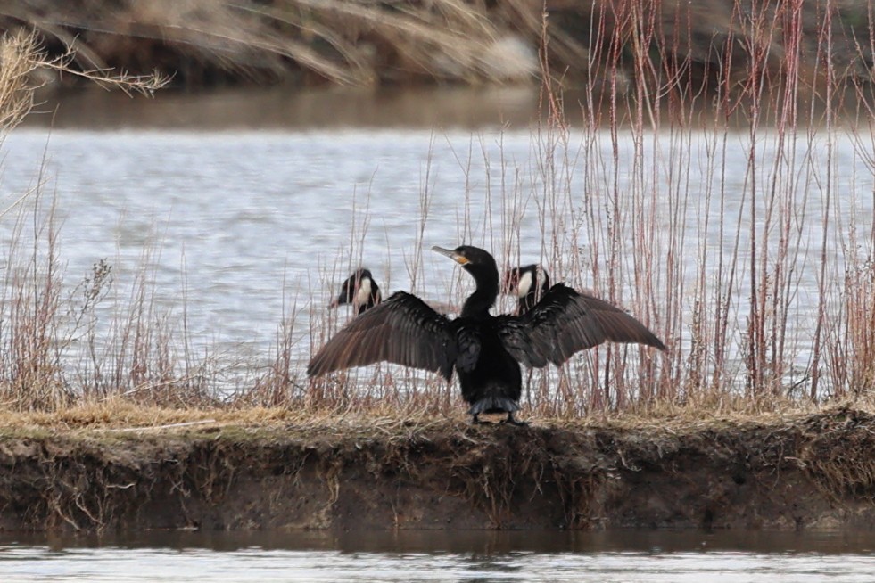 eBird Checklist - 6 Feb 2025 - Glover Lane & GSL Nature Center - 34 ...