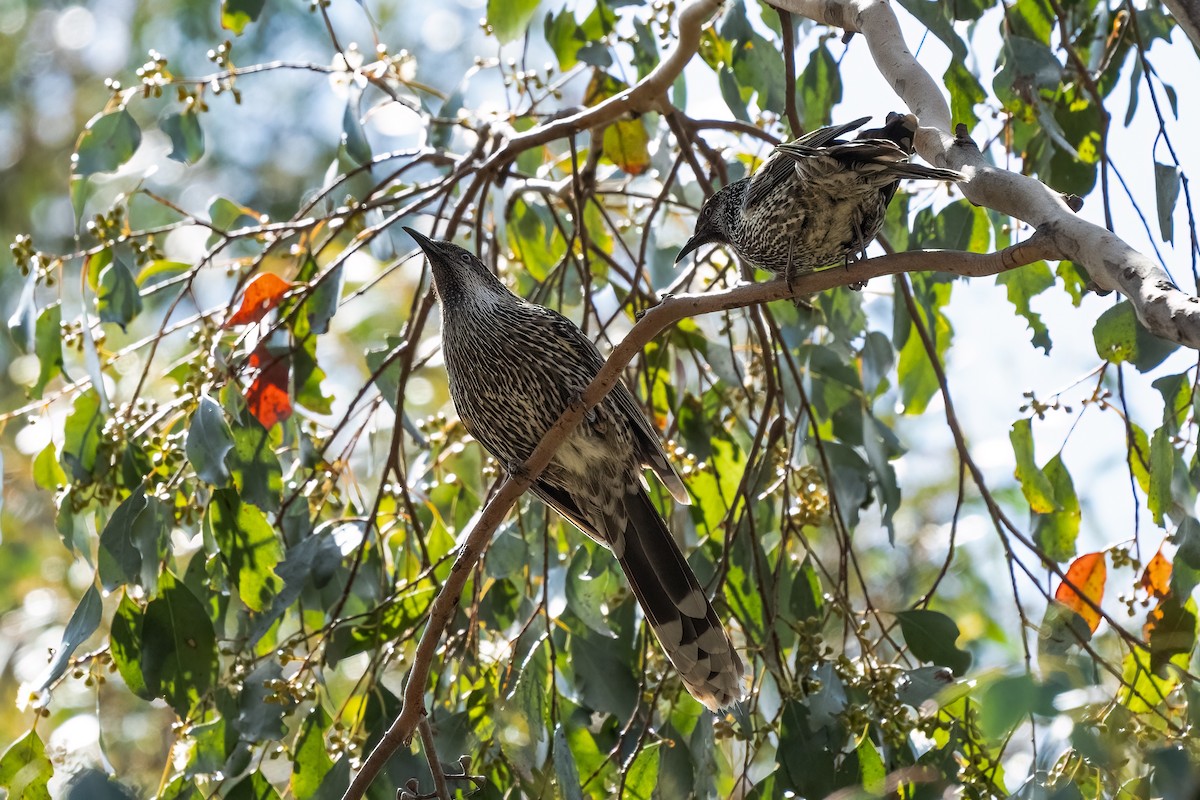 ML630294107 - Little Wattlebird - Macaulay Library