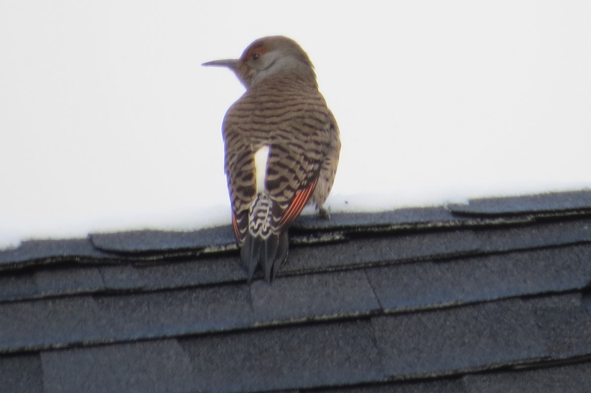 eBird Checklist - 6 Feb 2025 - Issaquah Highlands, Sandi's house - 13 ...