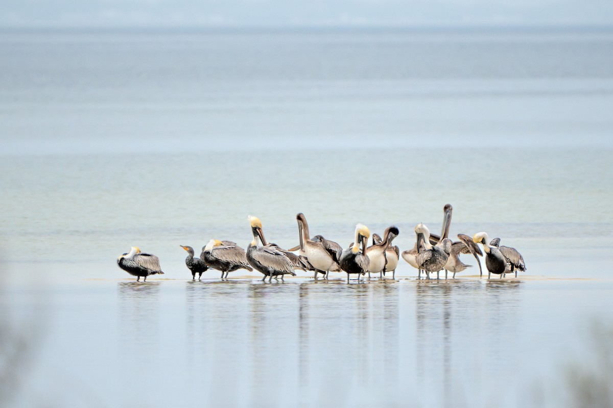 eBird Checklist - 6 Feb 2025 - George Core Park (Lighthouse Park) - 10 ...
