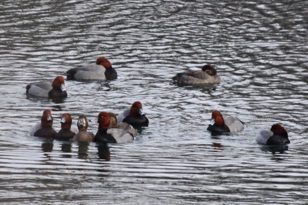 eBird Checklist - 26 Jan 2025 - Chester Valley Trail--Berwyn/Westlakes ...