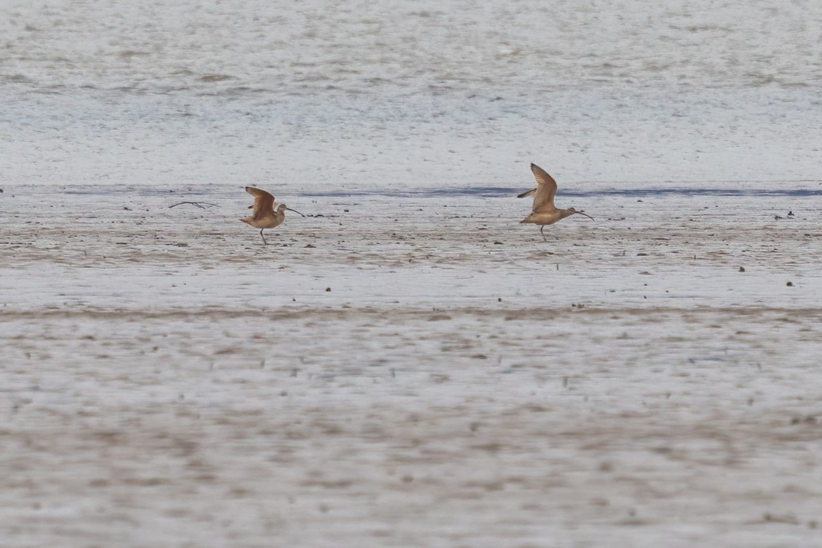 eBird Checklist - 6 Feb 2025 - Fern Ridge WMA--Shore Lane Park - 20 ...
