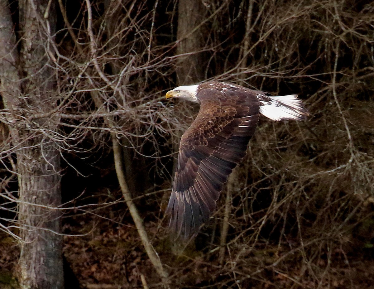 eBird Checklist - 30 Jan 2025 - Bays Mountain Park (KBT) - 12 species