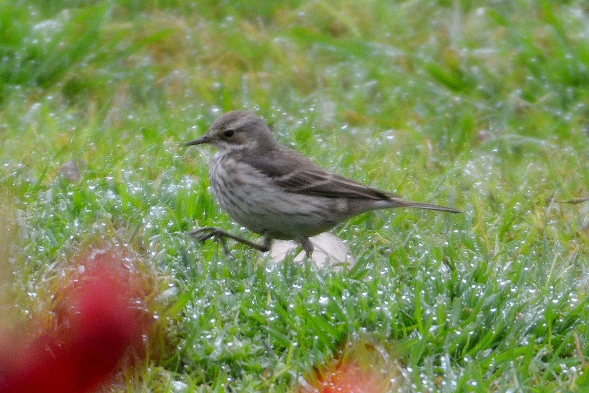 eBird Checklist - 6 Feb 2025 - Westminster Memorial Park - 16 species