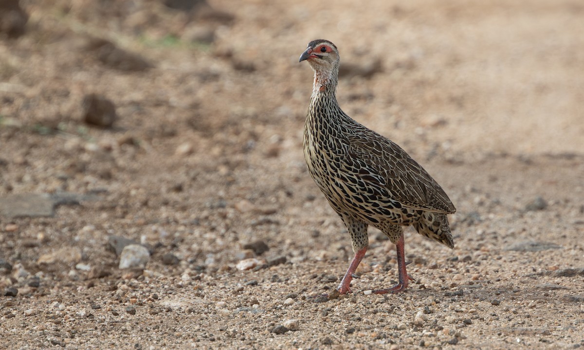 ML630306658 - Clapperton's Spurfowl - Macaulay Library