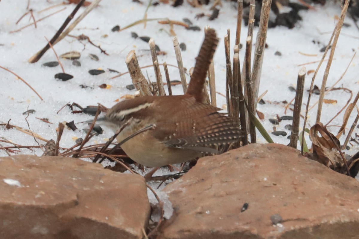 Pennsylvania Bird Atlas Checklist - 6 Feb 2025 - 399 Upper Georges Valley Rd, Spring Mills US-PA ...