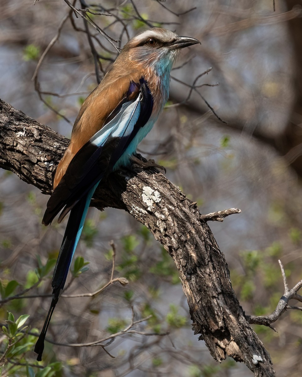 ML630316756 - Racket-tailed Roller - Macaulay Library
