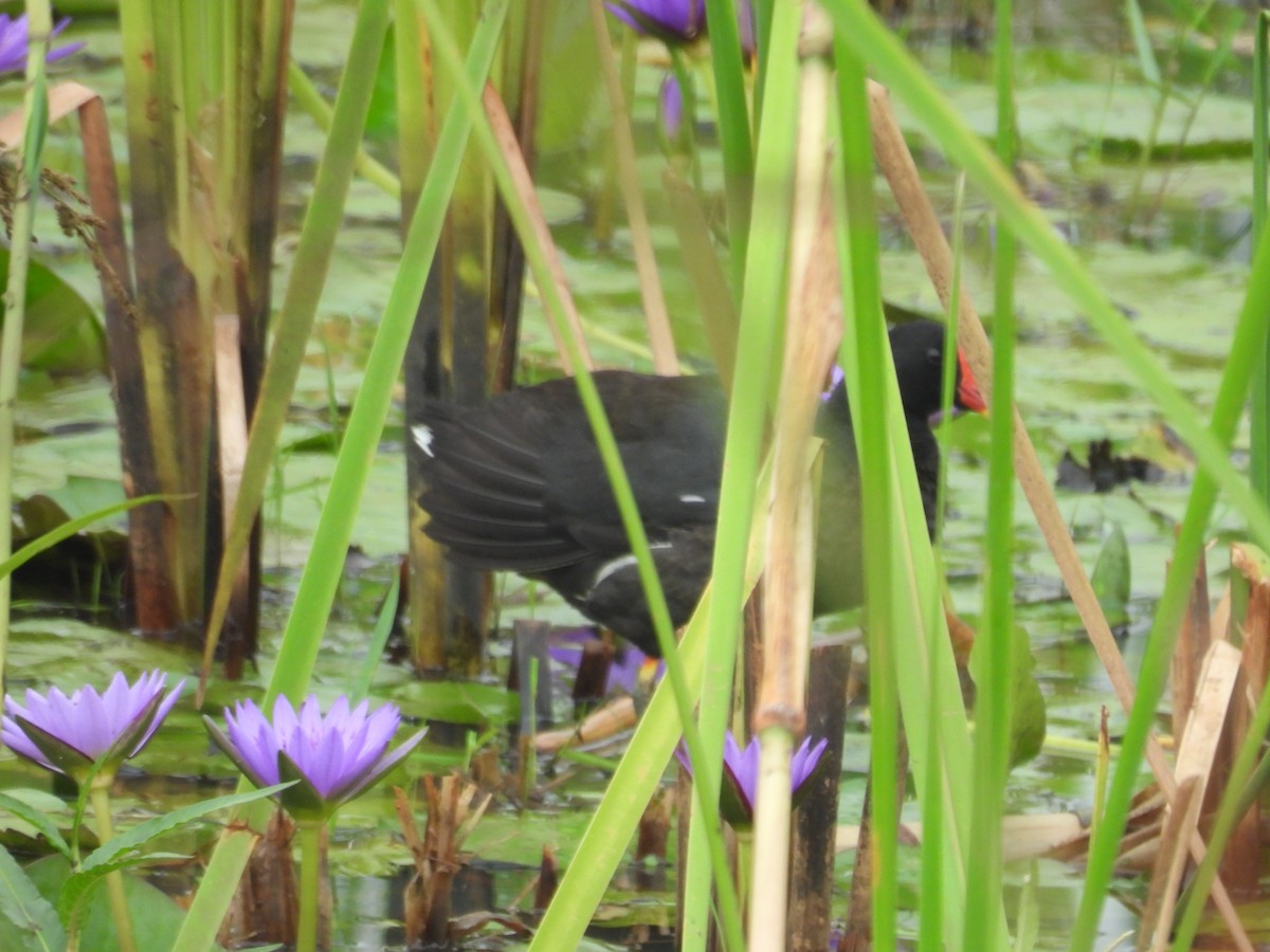 eBird Checklist - 4 Feb 2025 - Lyantonde Swamp - 12 species