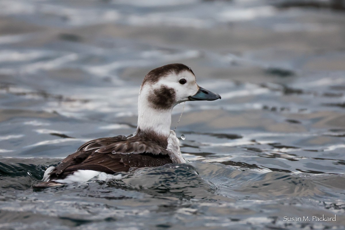 eBird Checklist - 7 Feb 2025 - MacMillan Wharf - 19 species (+1 other taxa)
