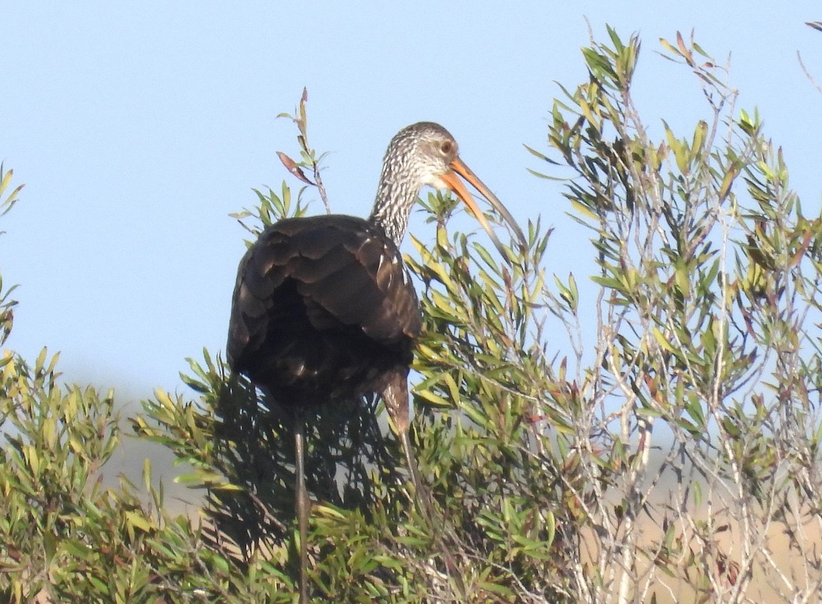 eBird Checklist - 7 Feb 2025 - Fran Reich Preserve SFWMD - 41 species