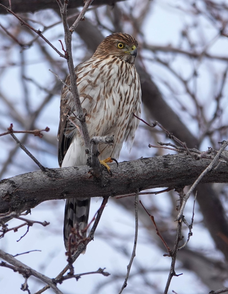 eBird Checklist - 30 Jan 2025 - Yard list--Siebert - 1 species