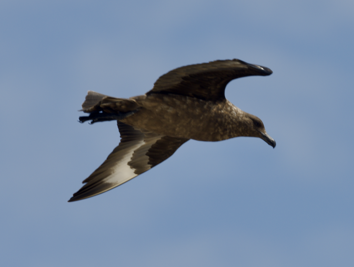 eBird Checklist - 27 Jan 2025 - Auto selected -46.57709, 37.54145 - 9 species