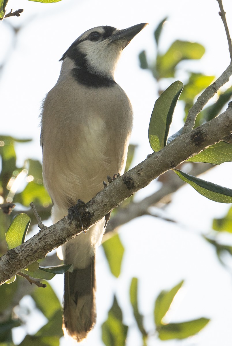 Pennsylvania Bird Atlas Checklist - 6 Feb 2025 - Freedom Park, Naples ...