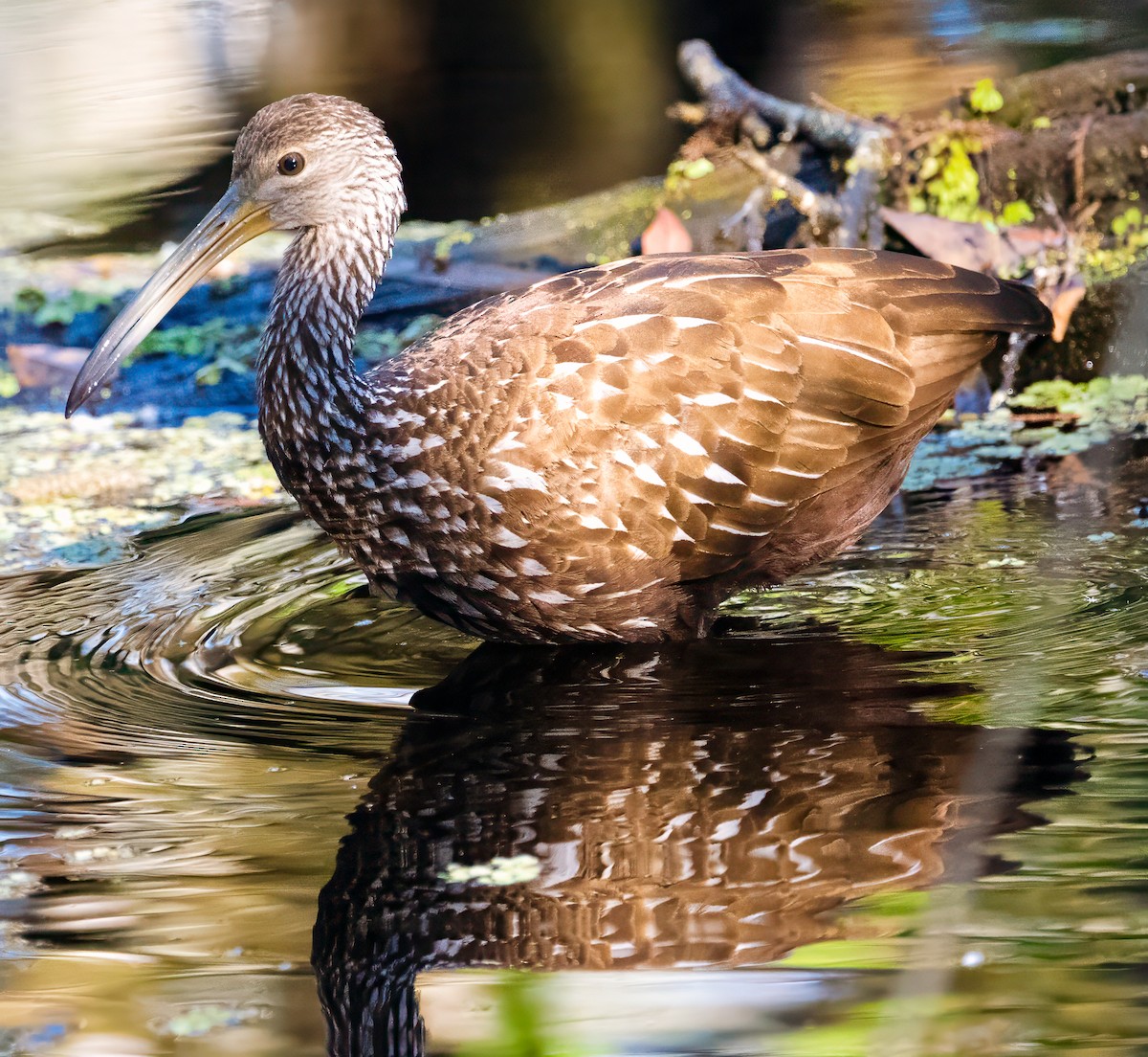 ML630333819 - Limpkin - Macaulay Library