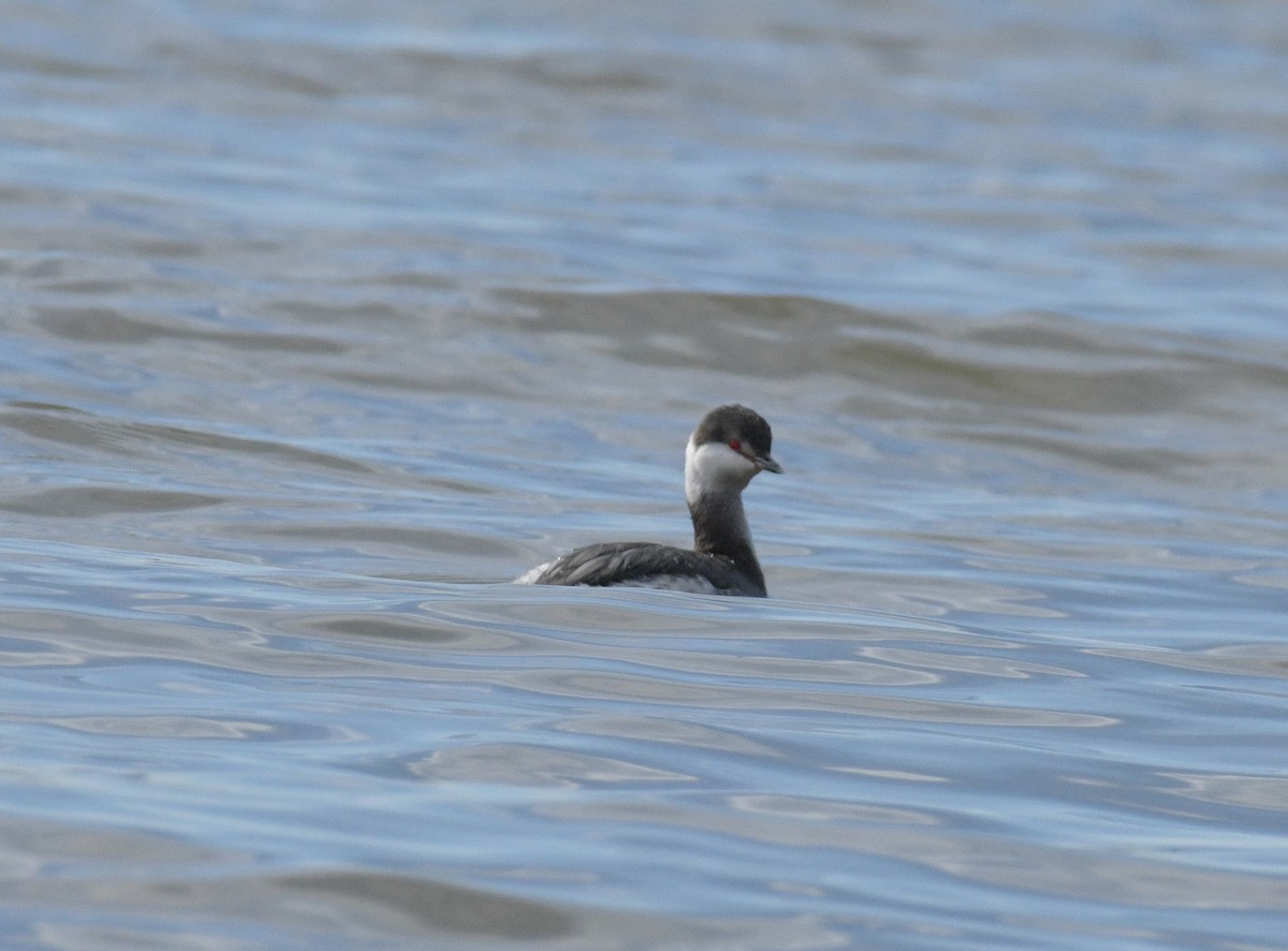 eBird Checklist - 7 Feb 2025 - C&O Canal--Riley's Lock - 29 species