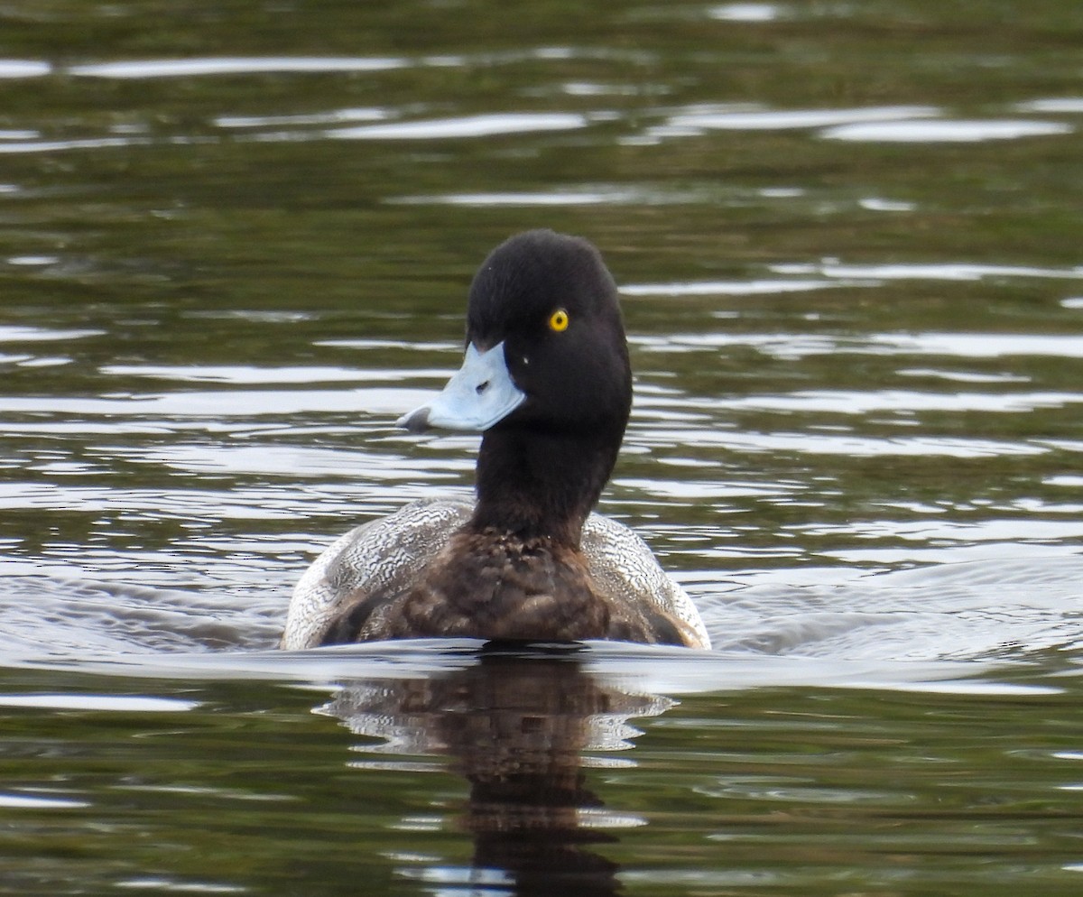 ML630335147 - Lesser Scaup - Macaulay Library