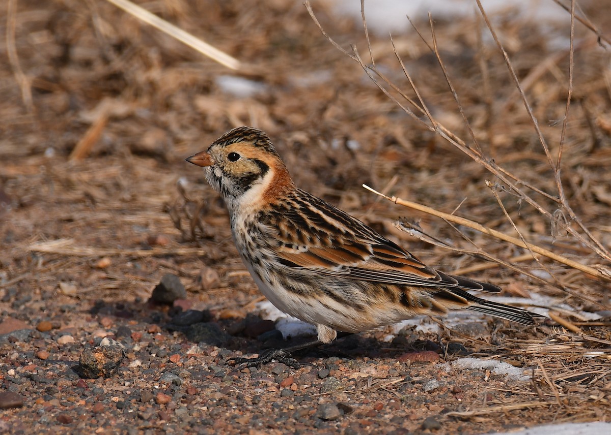 eBird Checklist - 7 Feb 2025 - Crex Meadows SWA - 10 species