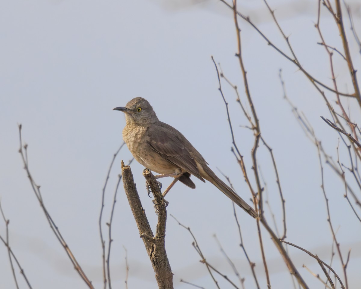 eBird Checklist - 7 Feb 2025 - Baseline Rd & Salome Hwy Thrasher spot ...
