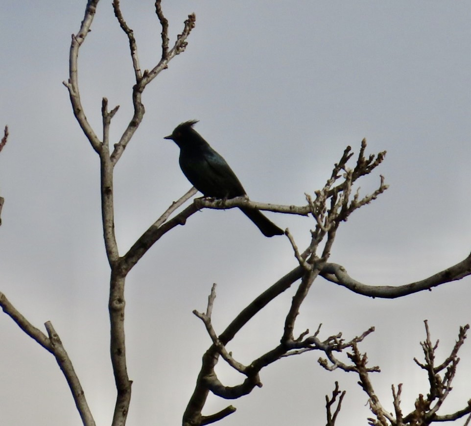 eBird Checklist - 7 Feb 2025 - Louis Park (includes Pixie Woods) - 29 ...