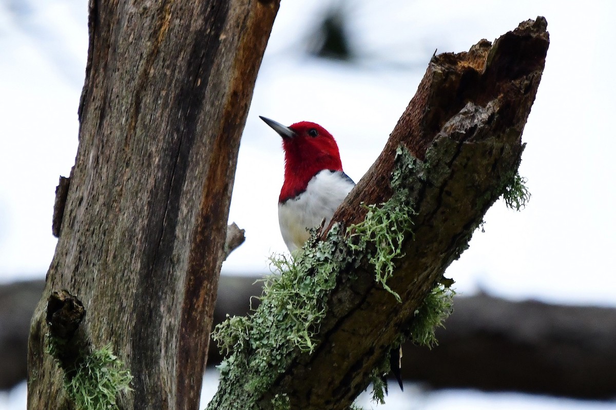 eBird Checklist - 7 Feb 2025 - I G Levy Memorial Park - 15 species